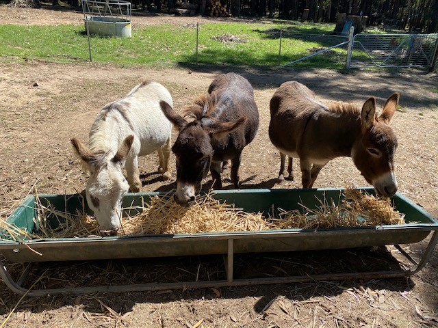 Donkey characteristics – Bindo Miniature Donkeys